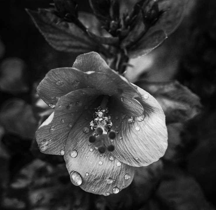 Flower Monochrome Leaf - Free photo on Pixabay