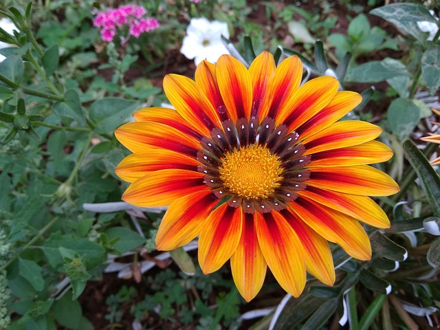 Brumilda Flor Naturaleza - Foto gratis en Pixabay - Pixabay