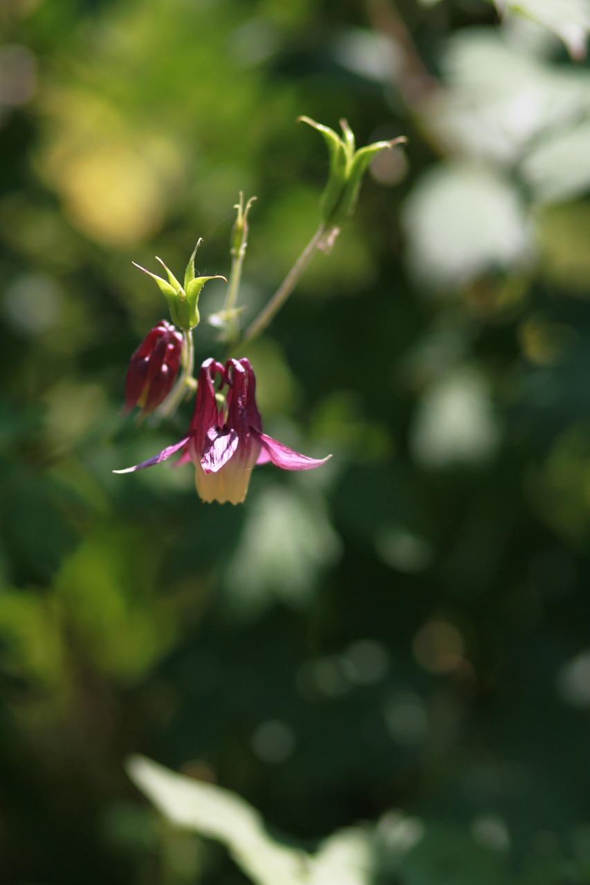 Nature Plant Flower - Free photo on Pixabay