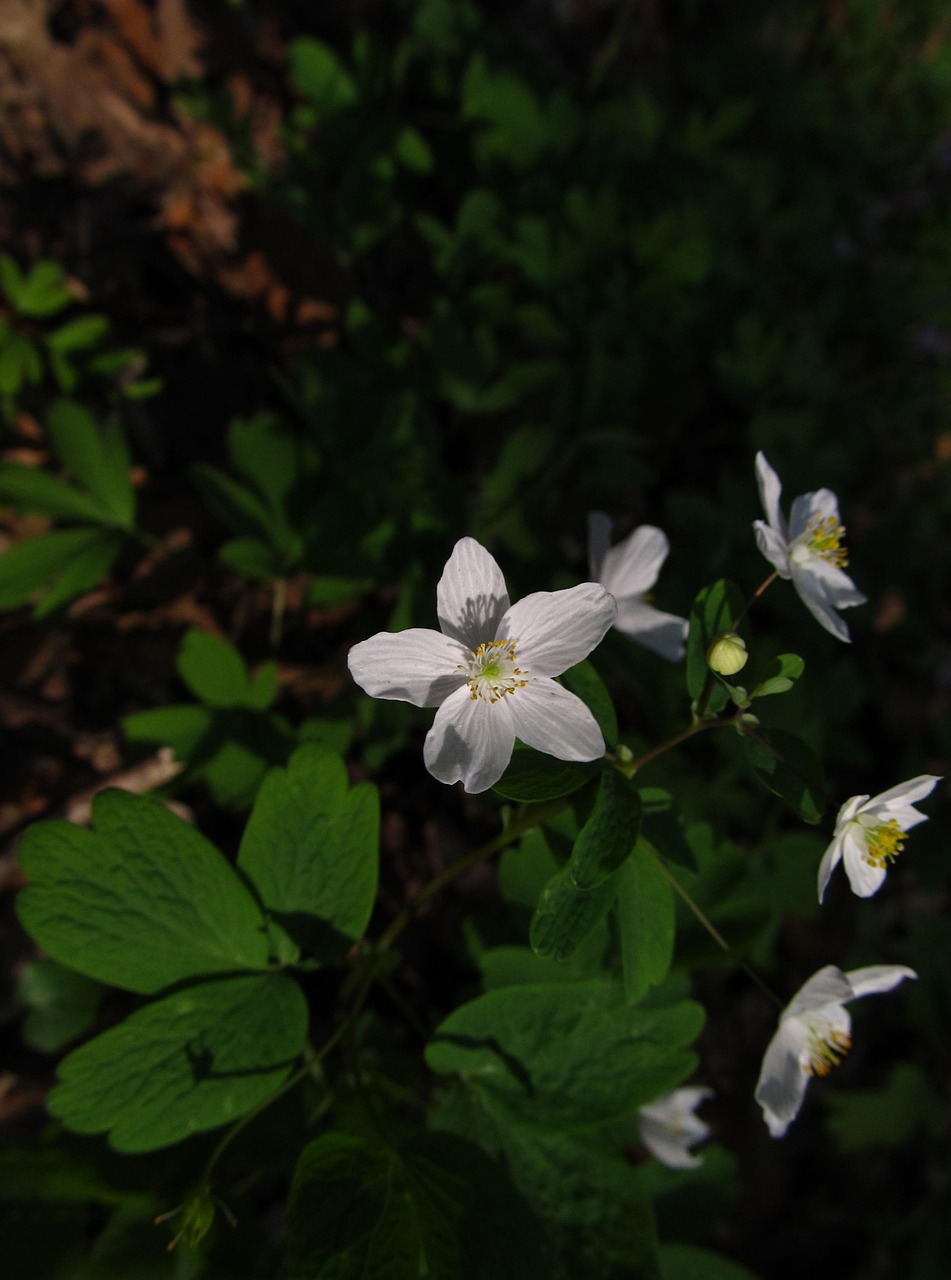 Veternik Žltuškolistý Flower - Free photo on Pixabay
