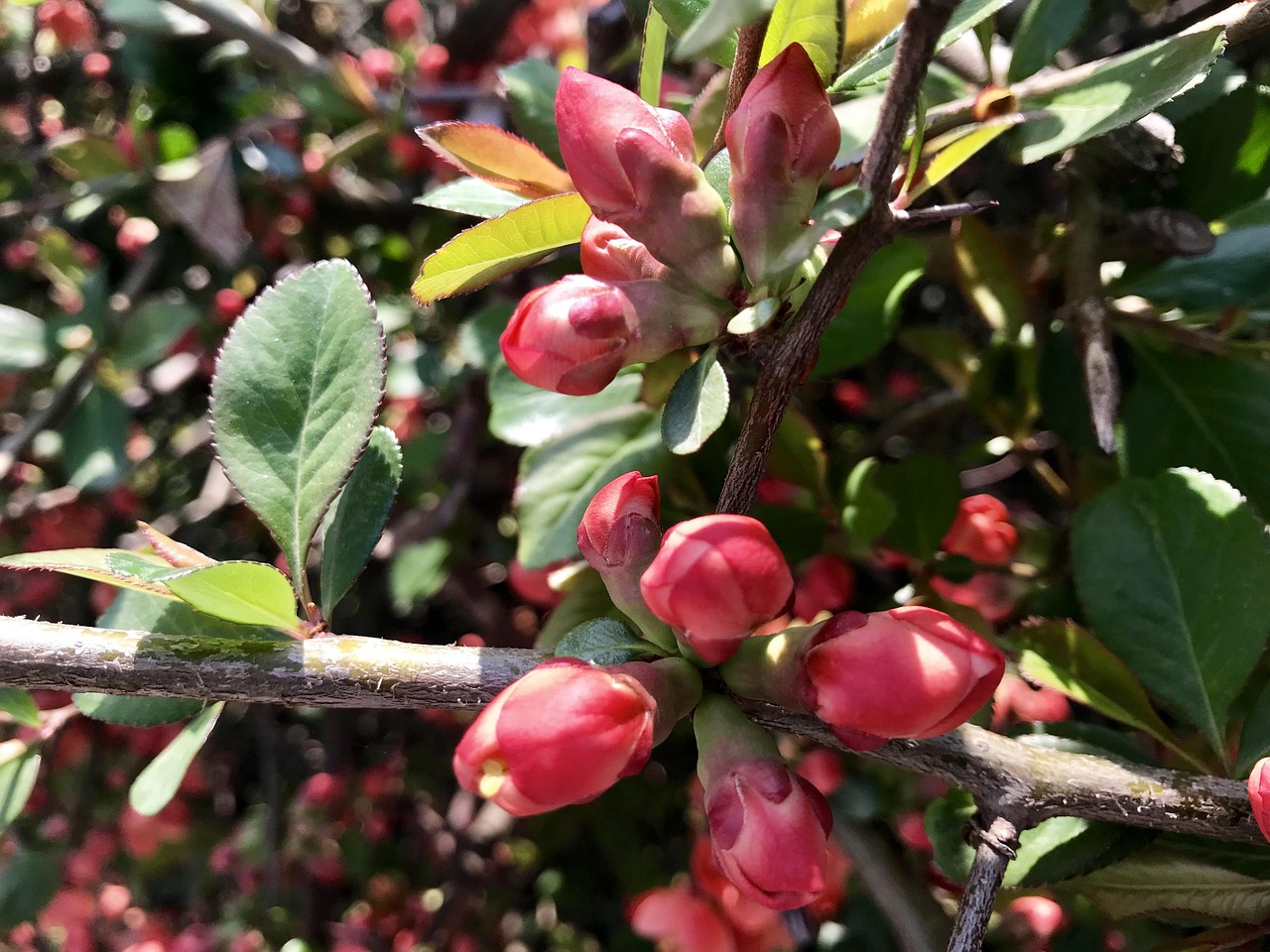 Nature Buds Gardens - Free photo on Pixabay - Pixabay