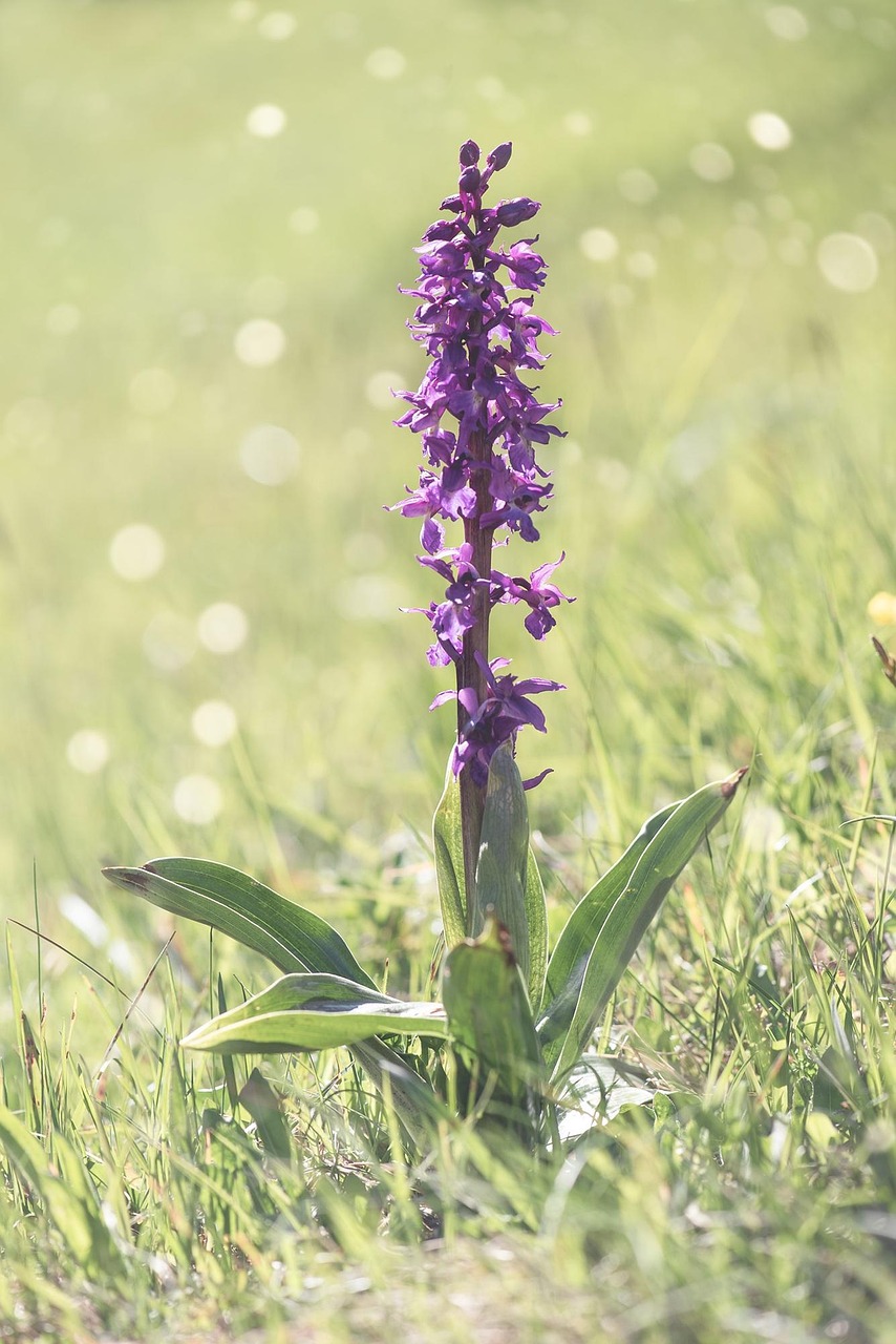 Orchidea Riserva Naturale Fiore - Foto gratis su Pixabay - Pixabay