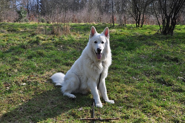 Anjing Mamalia Rumput - Foto gratis di Pixabay - Pixabay