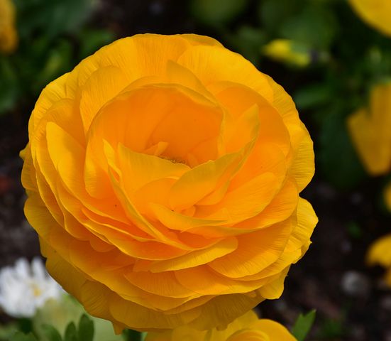 500+ Free Ranunculus & Flower Images