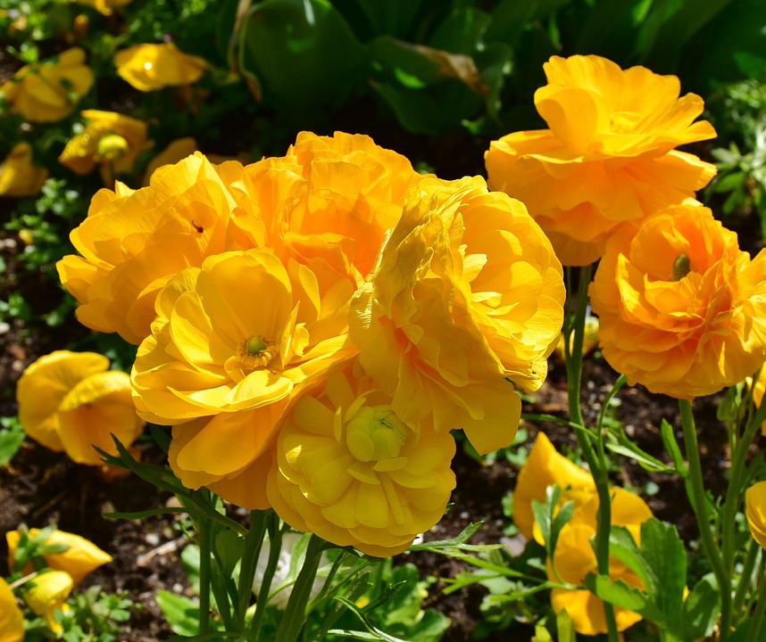 Ranunculus Spring Nature - Free photo on Pixabay