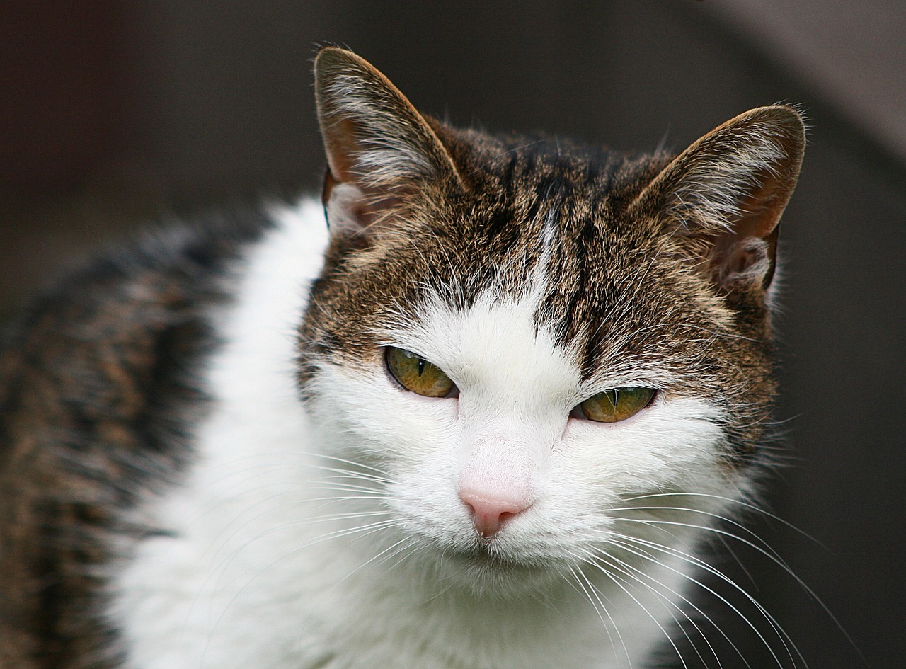 Schattig Kat Dier - Gratis foto op Pixabay - Pixabay