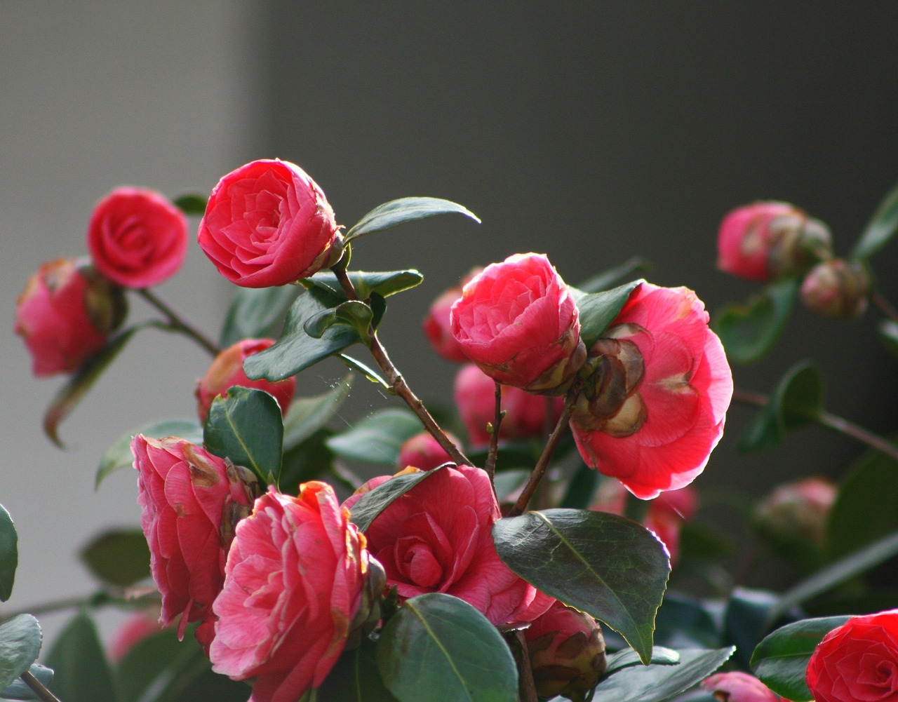 Flower Plant Nature - Free photo on Pixabay