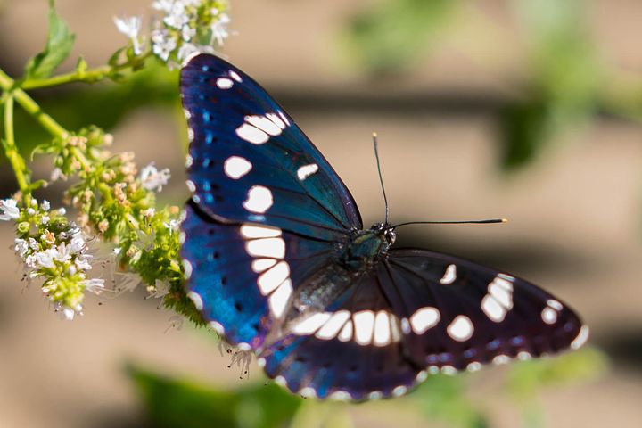 Más de 500 fotos de Mariposas Volando y Insecto gratis
