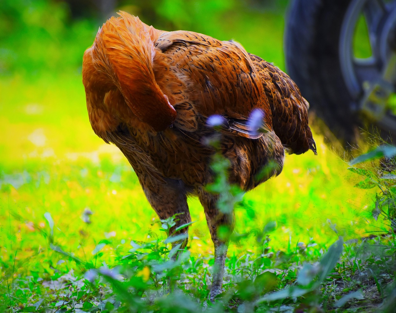 Animal Nature Faune - Photo gratuite sur Pixabay - Pixabay