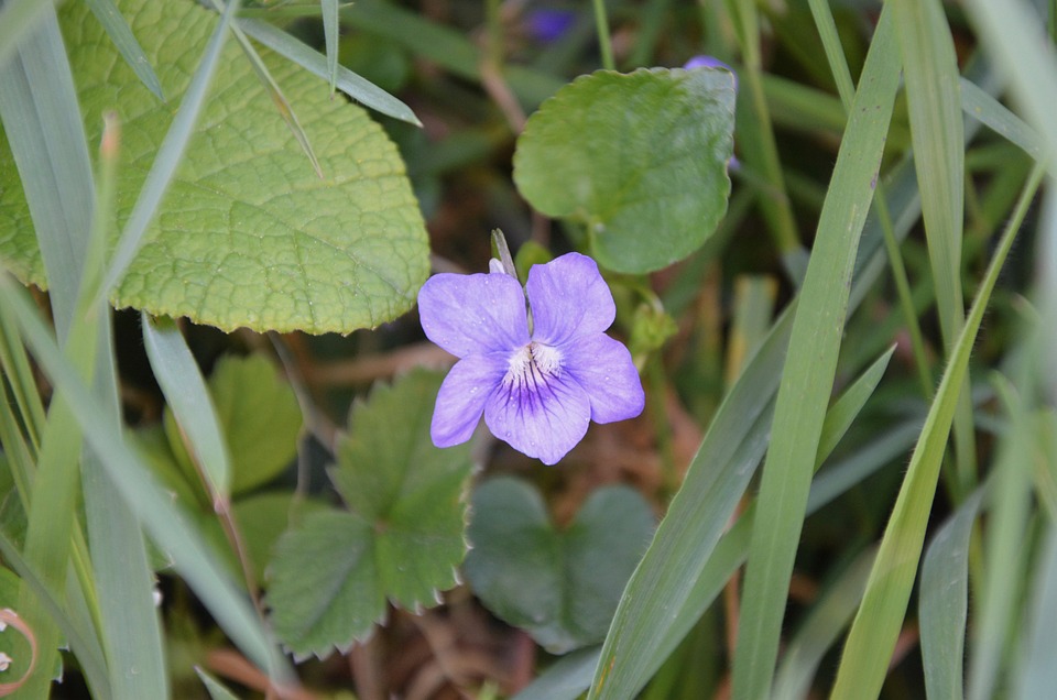 Purple Flower Color Nature - Free photo on Pixabay - Pixabay