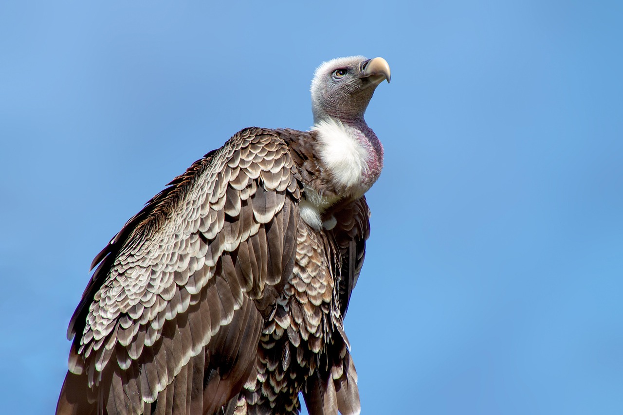 1 000 Free Vulture Nature Photos Pixabay 1 000 Free Vulture Nature Photos Pixabay