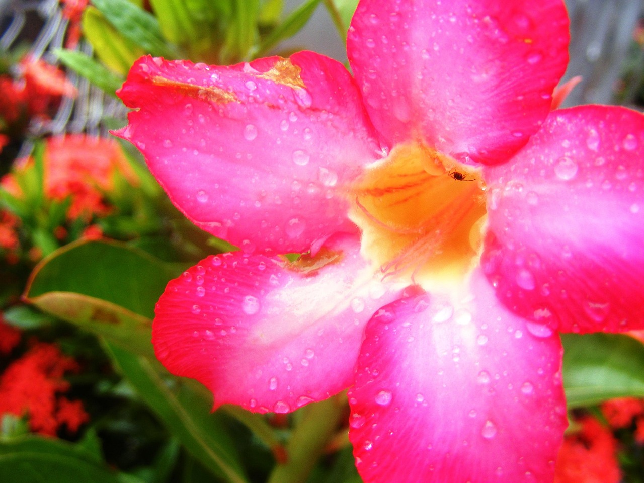 Flor Natureza Jardim - Foto gratuita no Pixabay - Pixabay