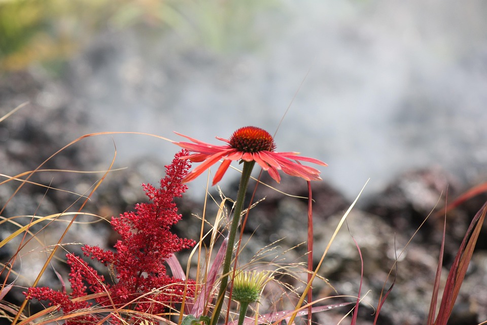 Nature Flore Fleur En Plein - Photo gratuite sur Pixabay - Pixabay