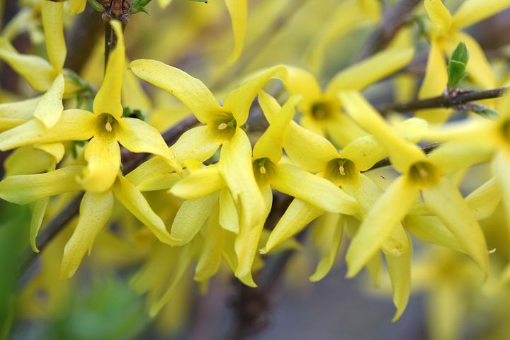 200 + Pioggia Dorata e D'Oro immagini gratis - Pixabay