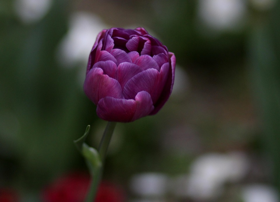 Tulipe Mauve Pétales - Photo gratuite sur Pixabay - Pixabay