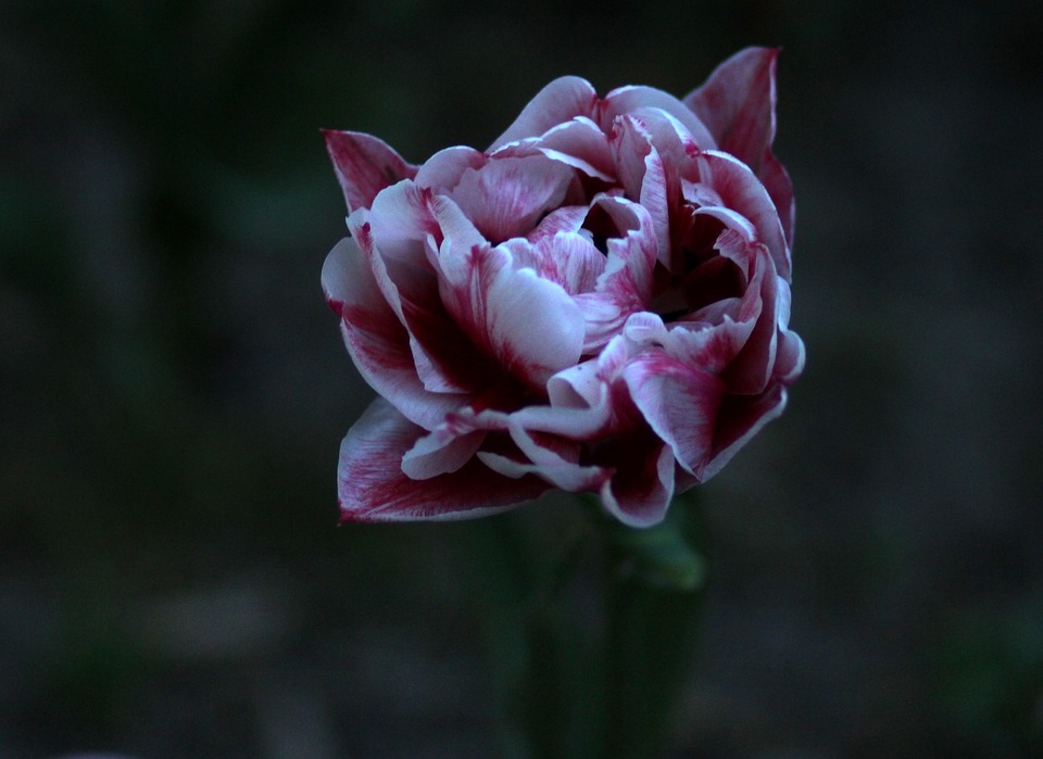 Tulipe Blanche Mauve - Photo gratuite sur Pixabay - Pixabay