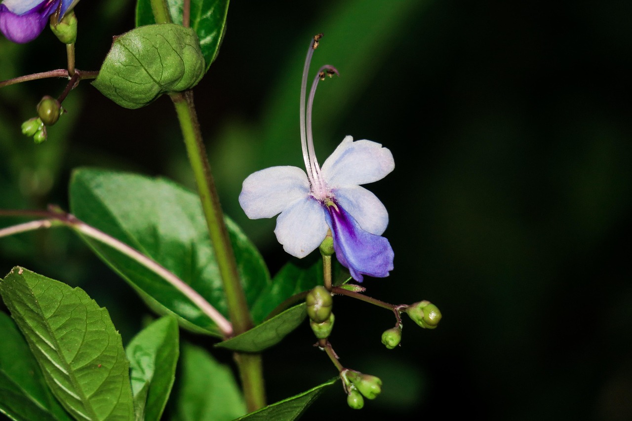 Papillon Bleu Fleur La Nature - Photo gratuite sur Pixabay - Pixabay