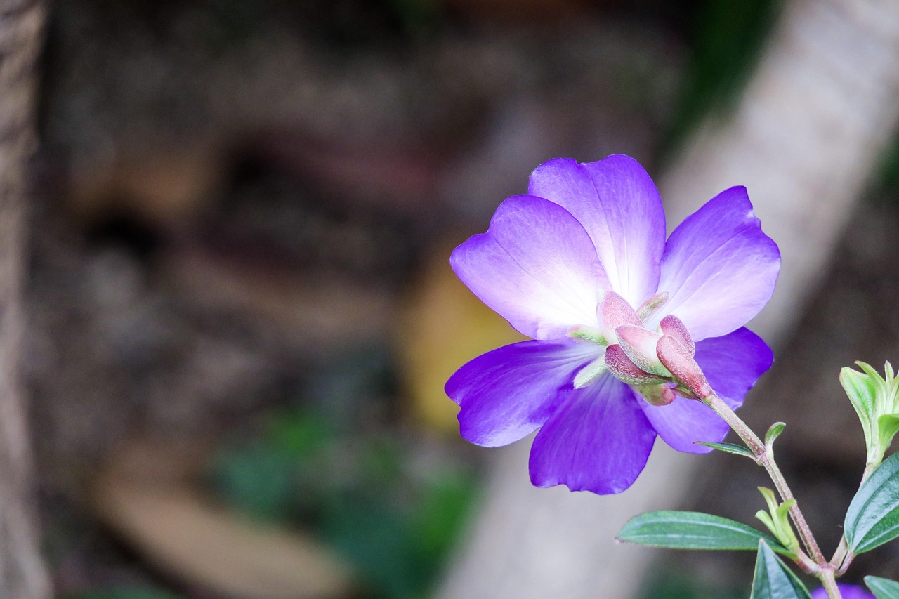 Te Bunga Jantan Alam Ungu - Foto gratis di Pixabay - Pixabay