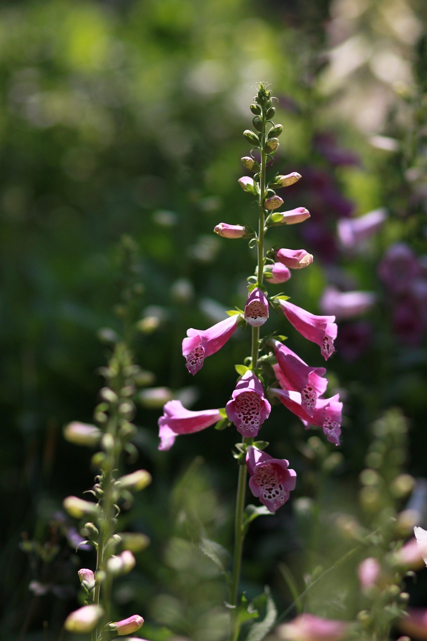 Natur Blume Manche Menschen Wissen - Kostenloses Foto auf Pixabay