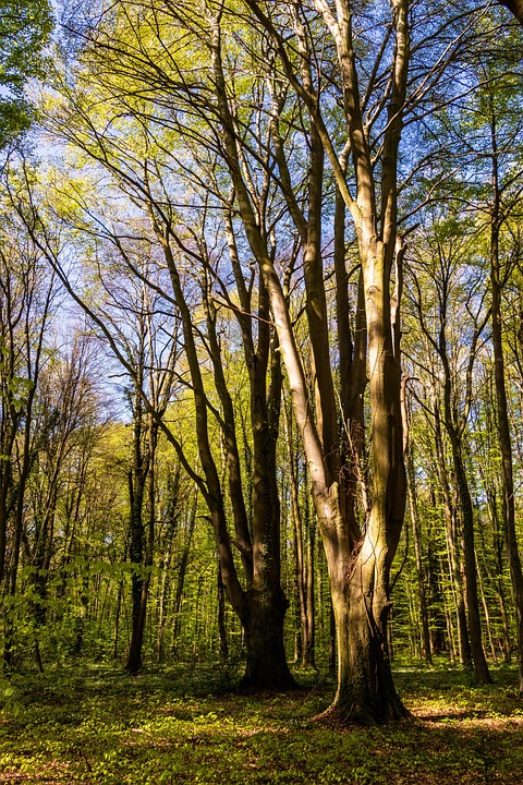 Tree Wood Nature - Free photo on Pixabay
