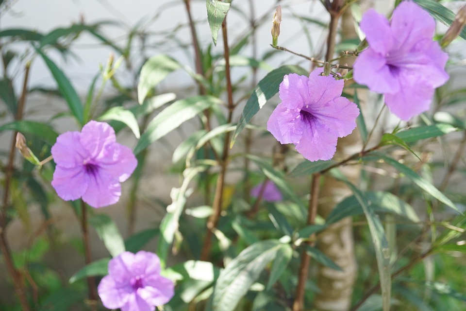 Flower Plant Nature - Free photo on Pixabay