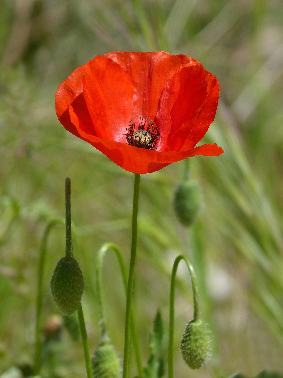 Poppy Ababol Rosella - Gratis foto på Pixabay - Pixabay