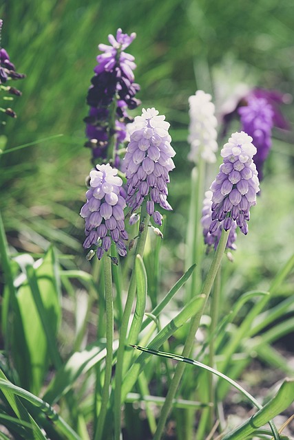 Hyacinth Garden Flower - Free photo on Pixabay