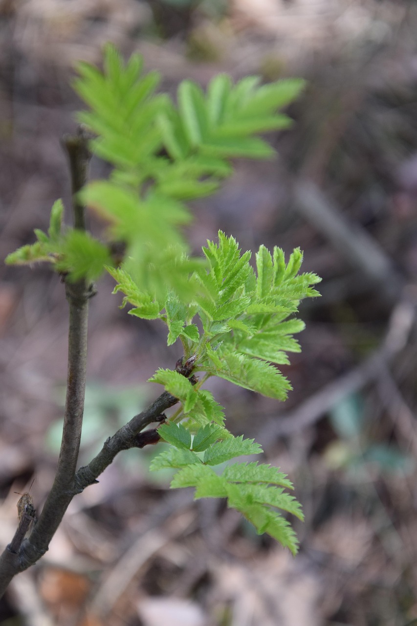 Plante Feuille Nature - Photo gratuite sur Pixabay - Pixabay
