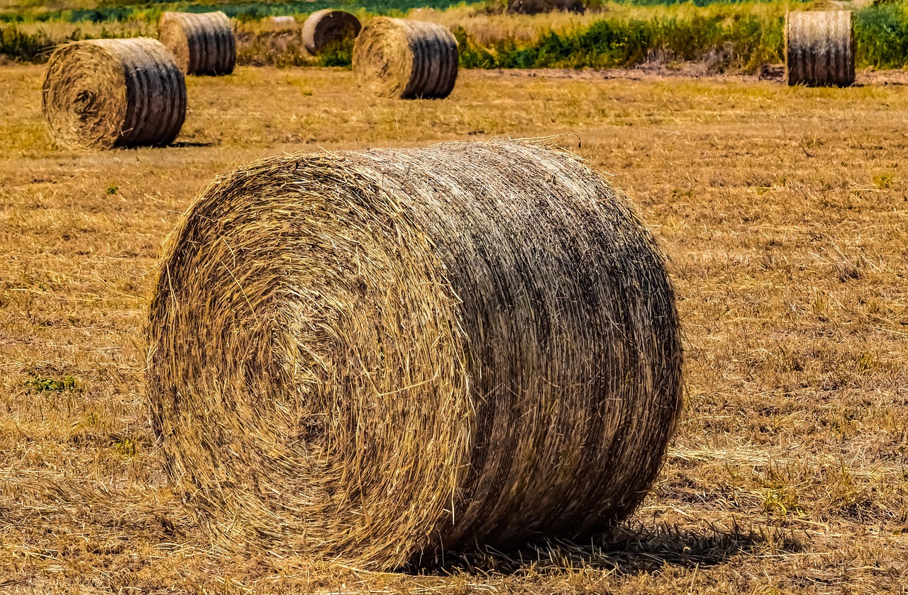 Foins Agriculture Paille - Photo gratuite sur Pixabay - Pixabay