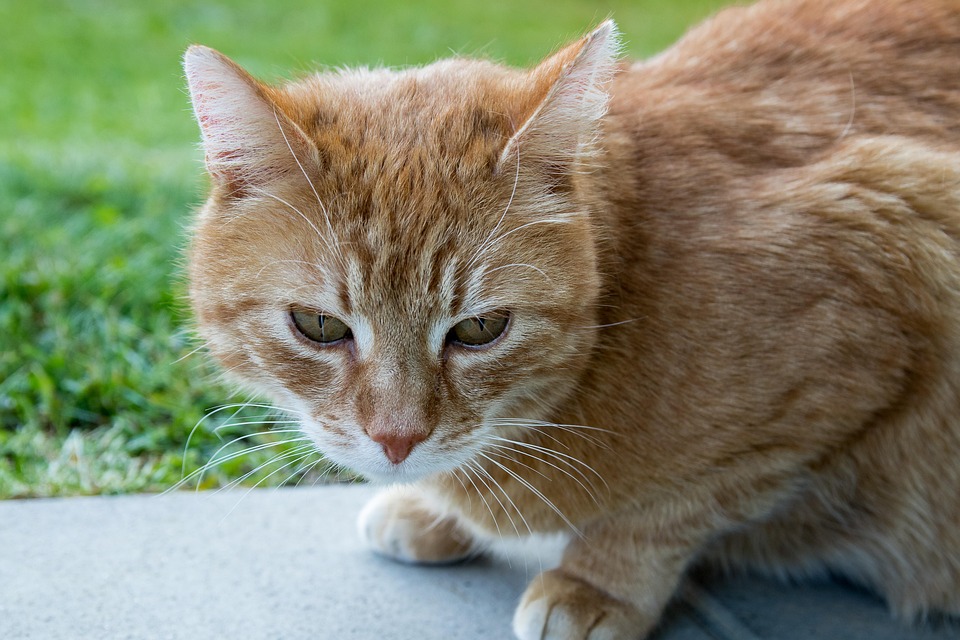 Chat Domestique Animal - Photo gratuite sur Pixabay - Pixabay