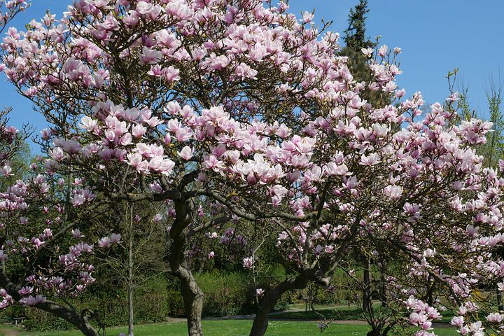 200+ kostenlose Magnolienbaum und Magnolie-Bilder - Pixabay
