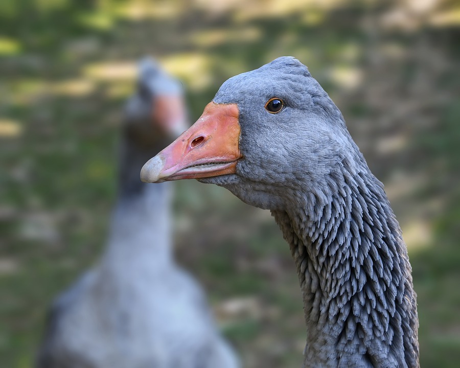 Gans Vogel Tier - Kostenloses Foto auf Pixabay - Pixabay