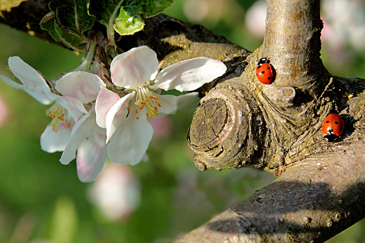Natur Baum Apfelbaum Pirus Malus - Kostenloses Foto auf Pixabay - Pixabay