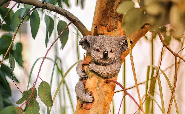 400+ Free Koala & Australia Images - Pixabay