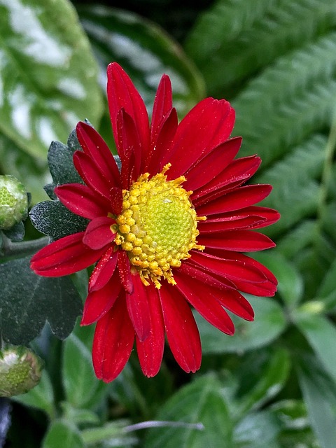 红花 雄蕊 花瓣 - Pixabay上的免费照片 - Pixabay