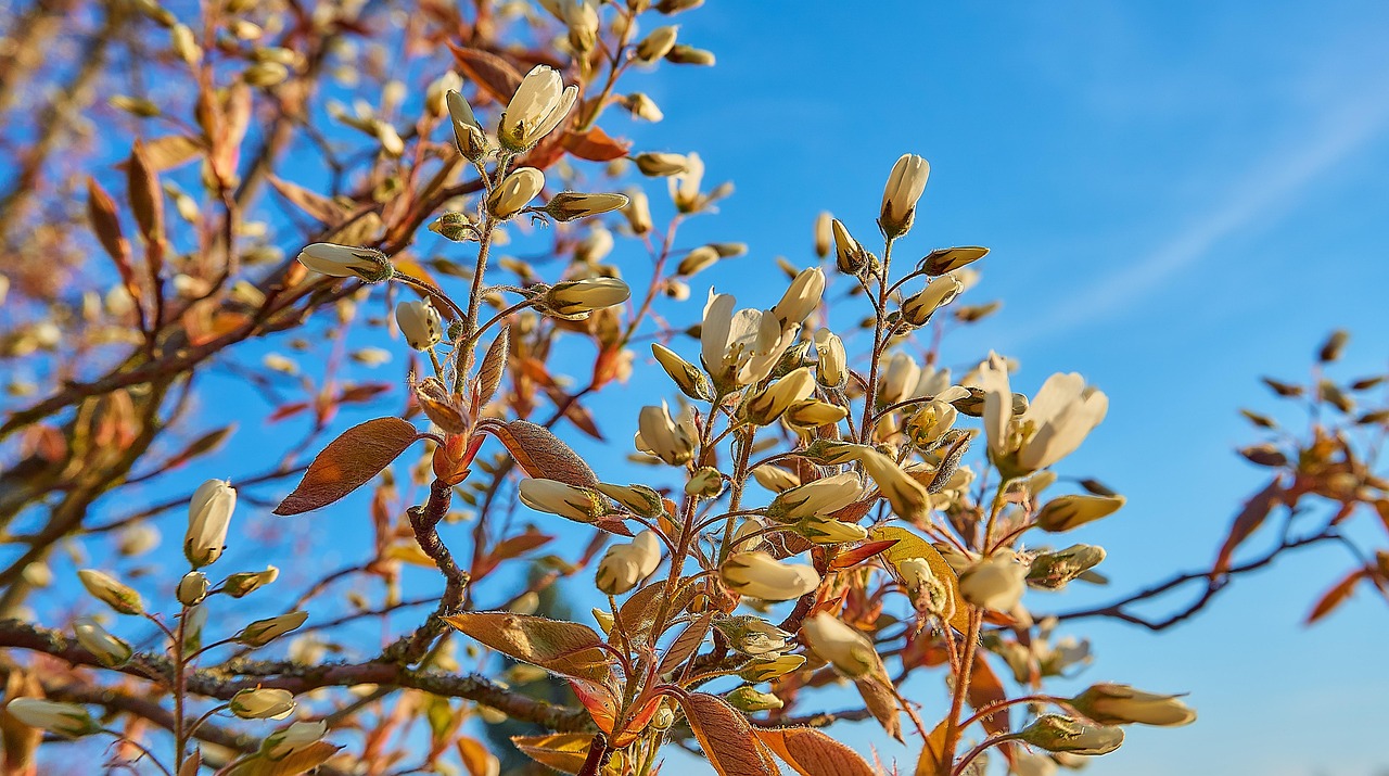 Copper Rock Pear Blossoms - Free photo on Pixabay - Pixabay