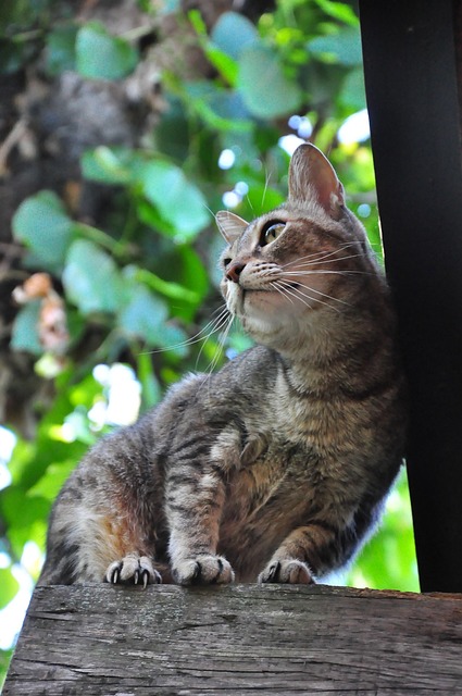 Animalia Beautiful Cat - Free photo on Pixabay - Pixabay