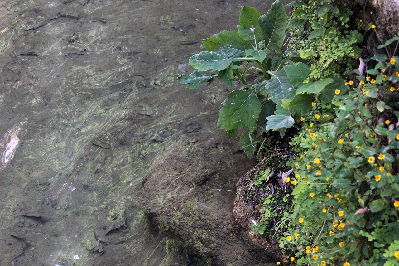 Nature Outdoors Water - Free photo on Pixabay - Pixabay