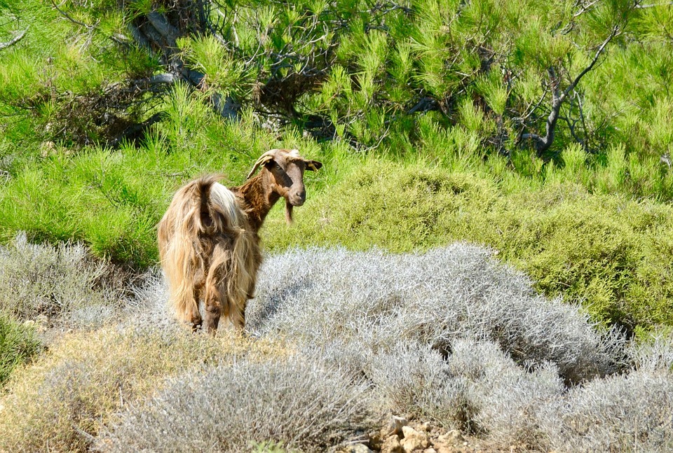 Nature The Animal Kingdom Goat - Free photo on Pixabay - Pixabay