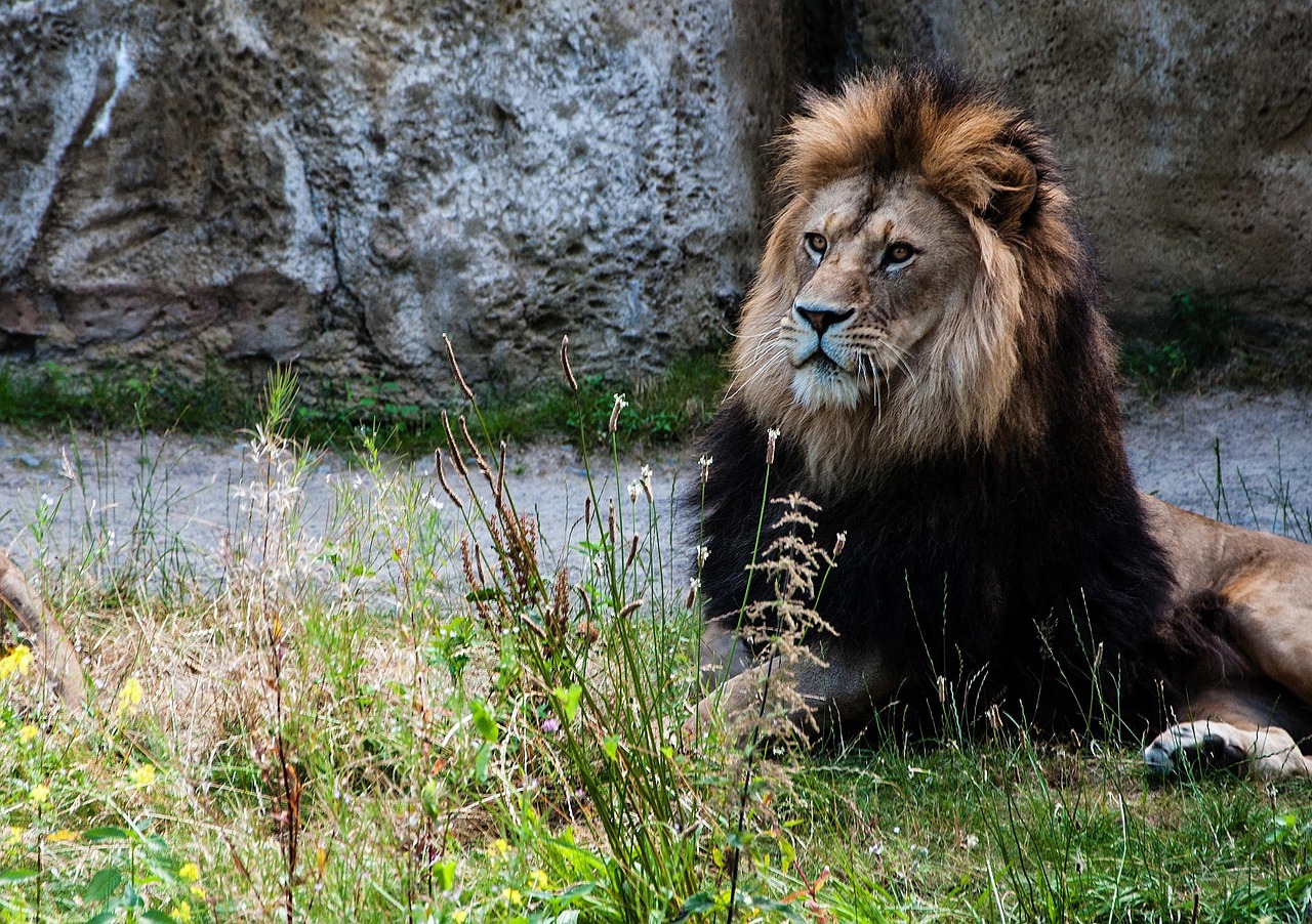 Faune Mammifère La Nature - Photo gratuite sur Pixabay - Pixabay