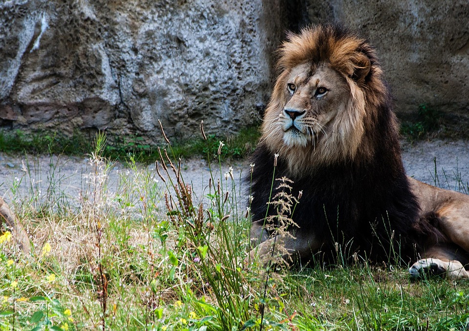 Wildlife Mammal Nature - Free photo on Pixabay