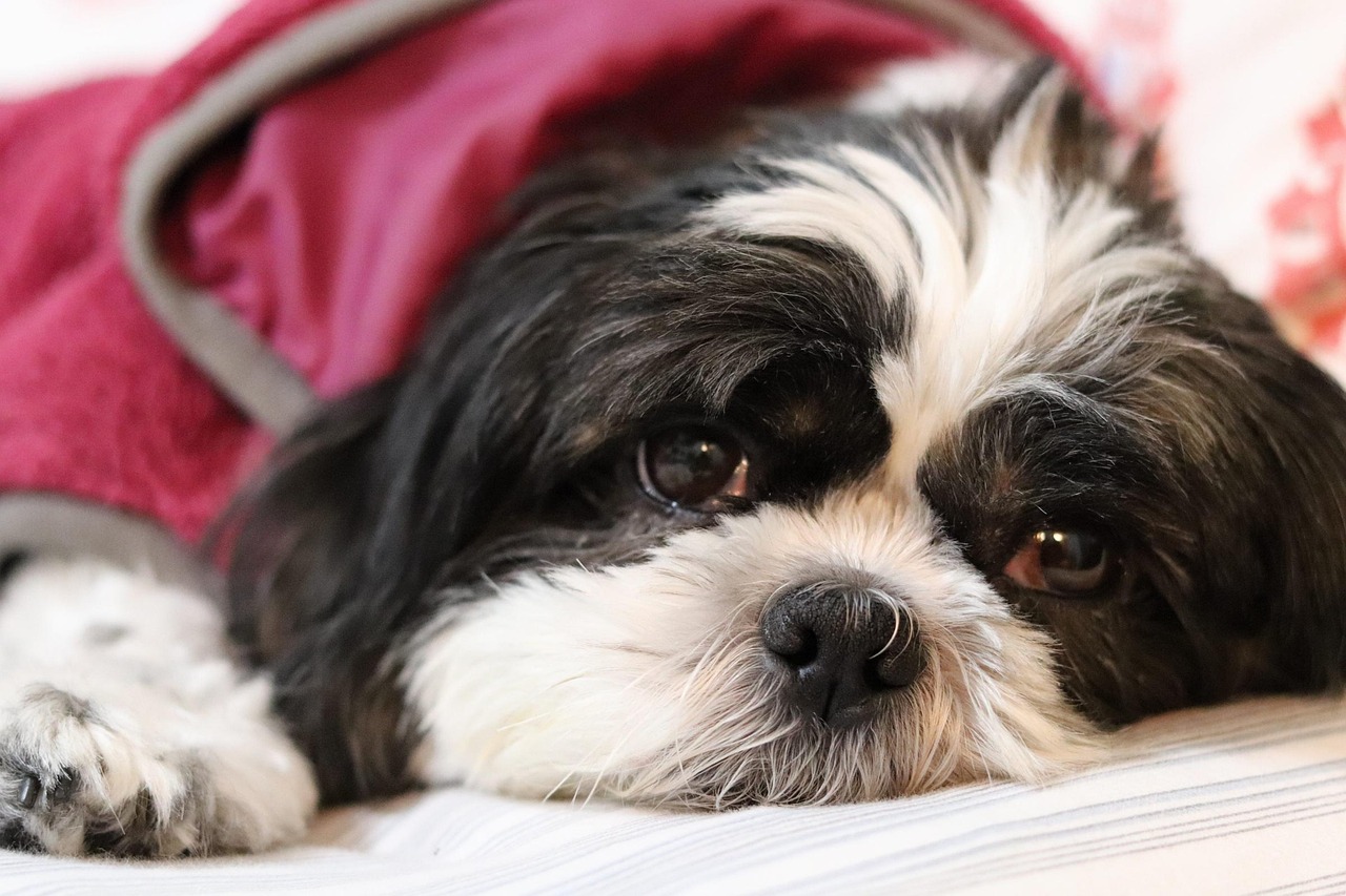 Perro Animal Mascota - Foto gratis en Pixabay - Pixabay