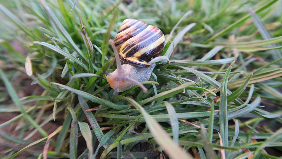 The Sight Of A Snail Spring - Free photo on Pixabay - Pixabay