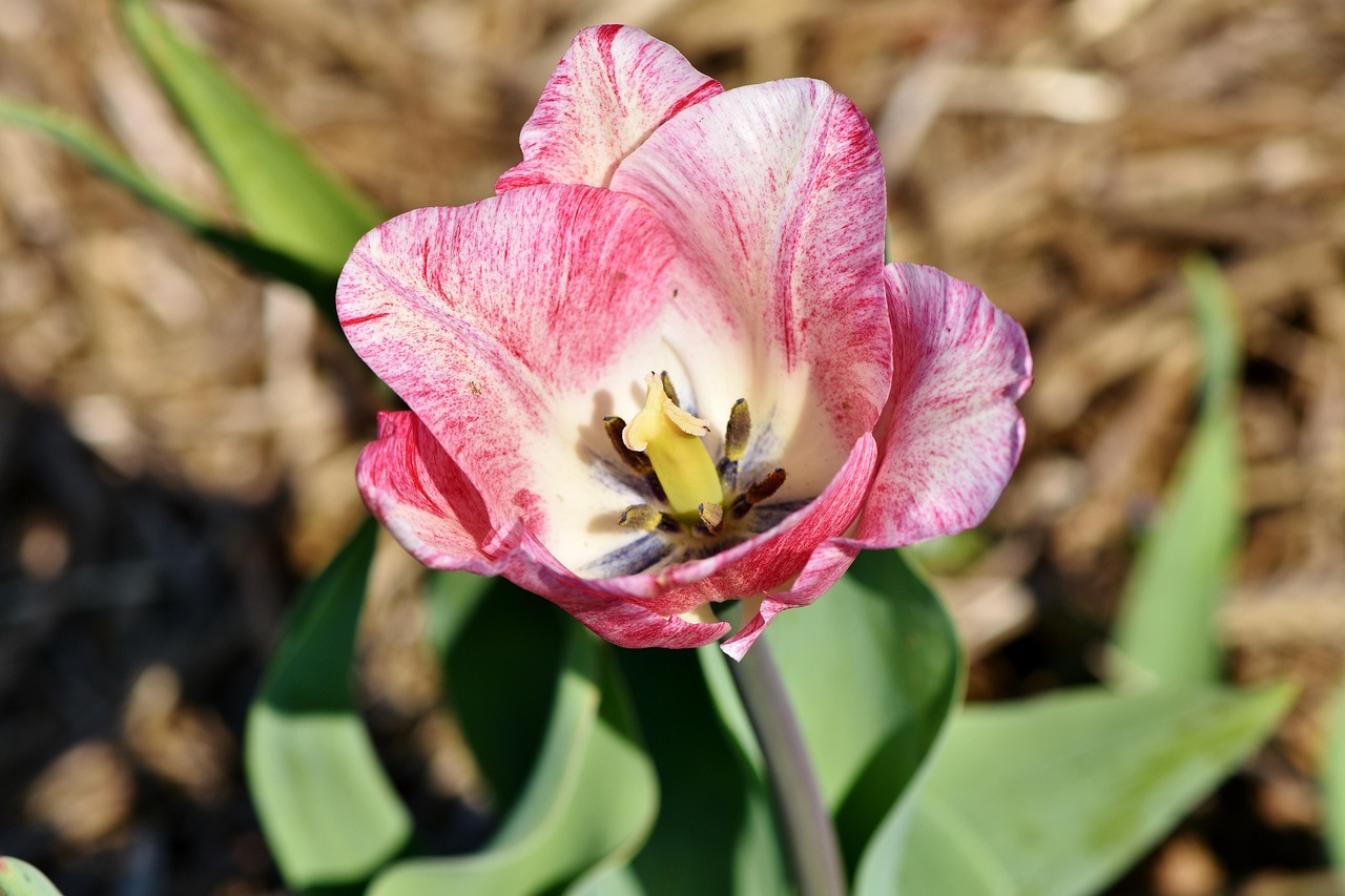 Tulip Tulpenbluete Blossomed - Free photo on Pixabay