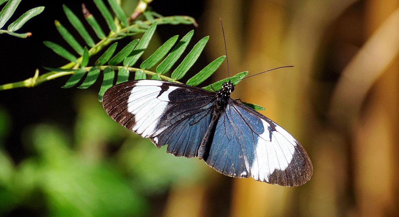 Butterfly Exotic Insect Tropical - Free photo on Pixabay
