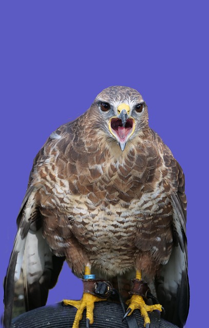 Buse Variable Faune - Photo gratuite sur Pixabay - Pixabay