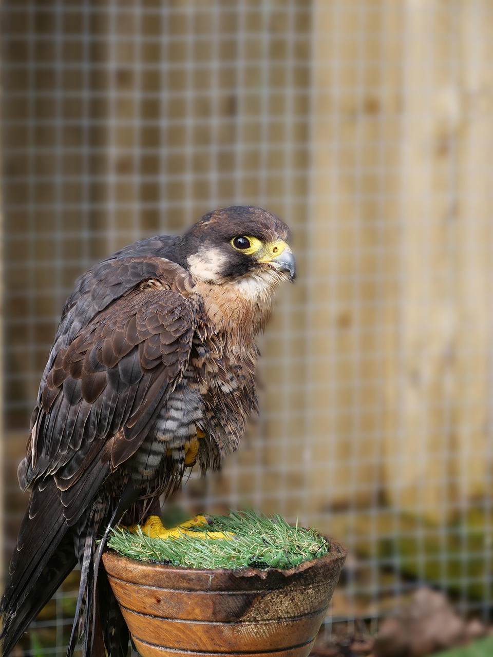 1,000+ Free Peregrine Falcon & Falcon Photos - Pixabay