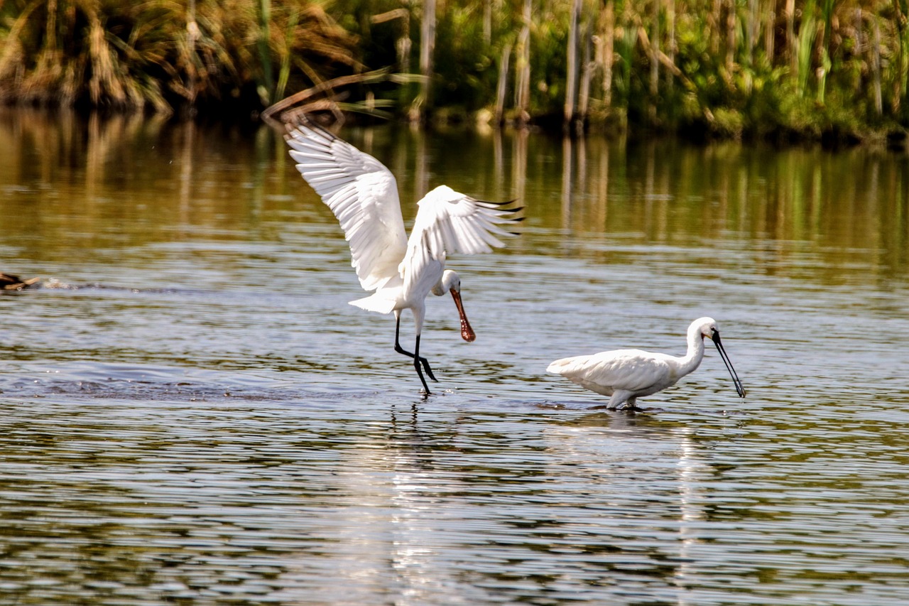 Vögel Körper Von Wasser Tierwelt - Kostenloses Foto auf Pixabay - Pixabay