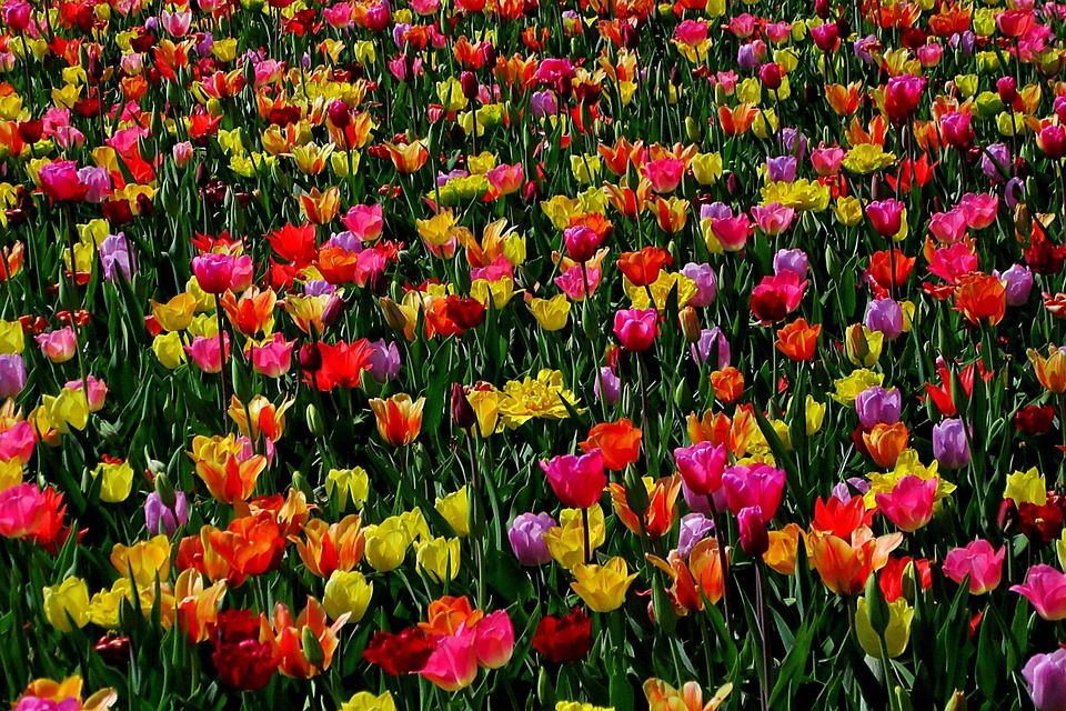 Beauty Tulip Field Tulips - Free photo on Pixabay - Pixabay