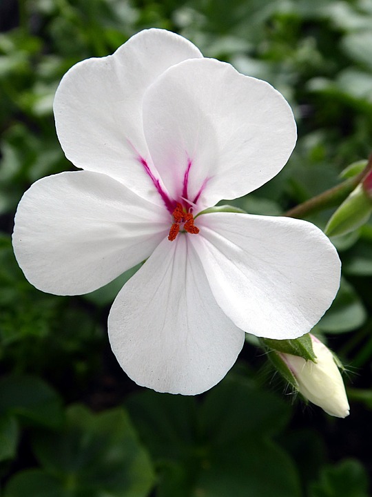 Geranium Pelargonium Bloem - Gratis foto op Pixabay - Pixabay